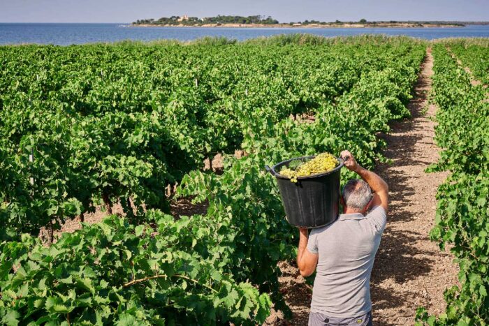 Marsala Wein - Siziliens edler Likörwein mit großer Geschichte | Centro ...