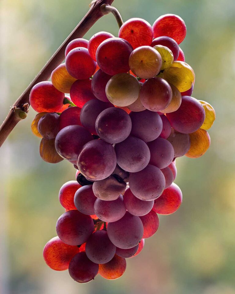 Pinot Grigio (Grauburgunder) aus Italien: Herkunft, Stil & Genuss ...